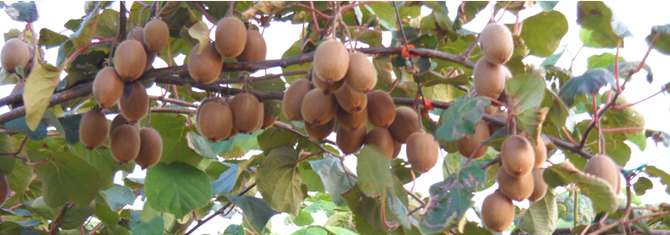Ακτινιδια Ακτινιδιο kiwi greece